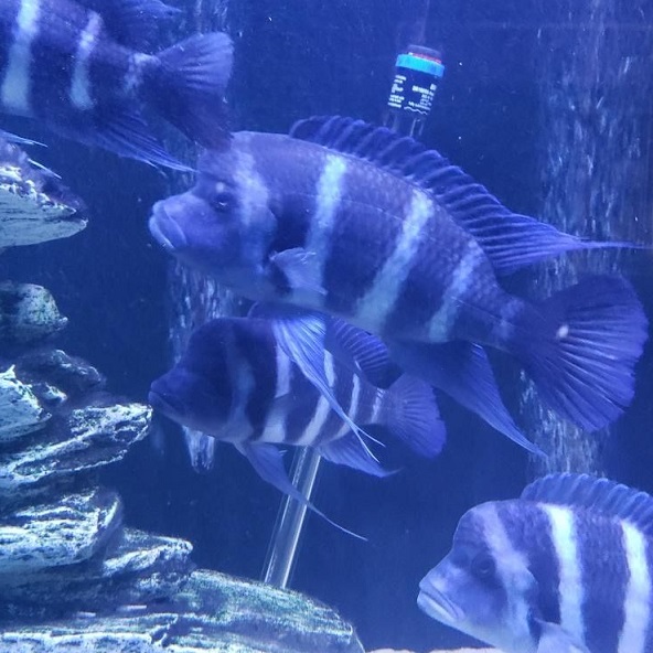 Untitled Document [adwlandscaping.com]